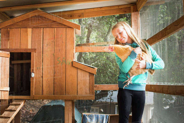 Caucasian girl holding chicken in chicken coop - Royalty-free Stock ...