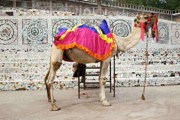 Colorful ornaments on camel - Royalty-free Stock Photo | Dissolve