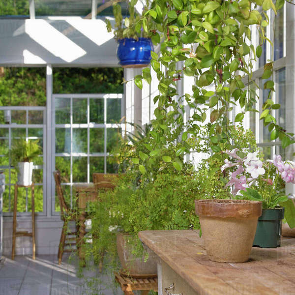 Greenery in a Garden Store - Stock Photo - Dissolve