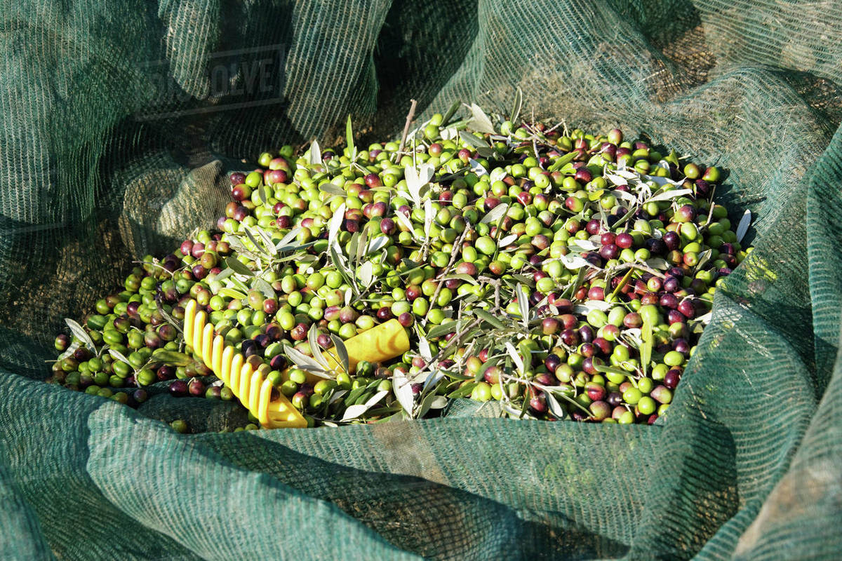 Freshly Picked Olives - Royalty-free Stock Photo | Dissolve