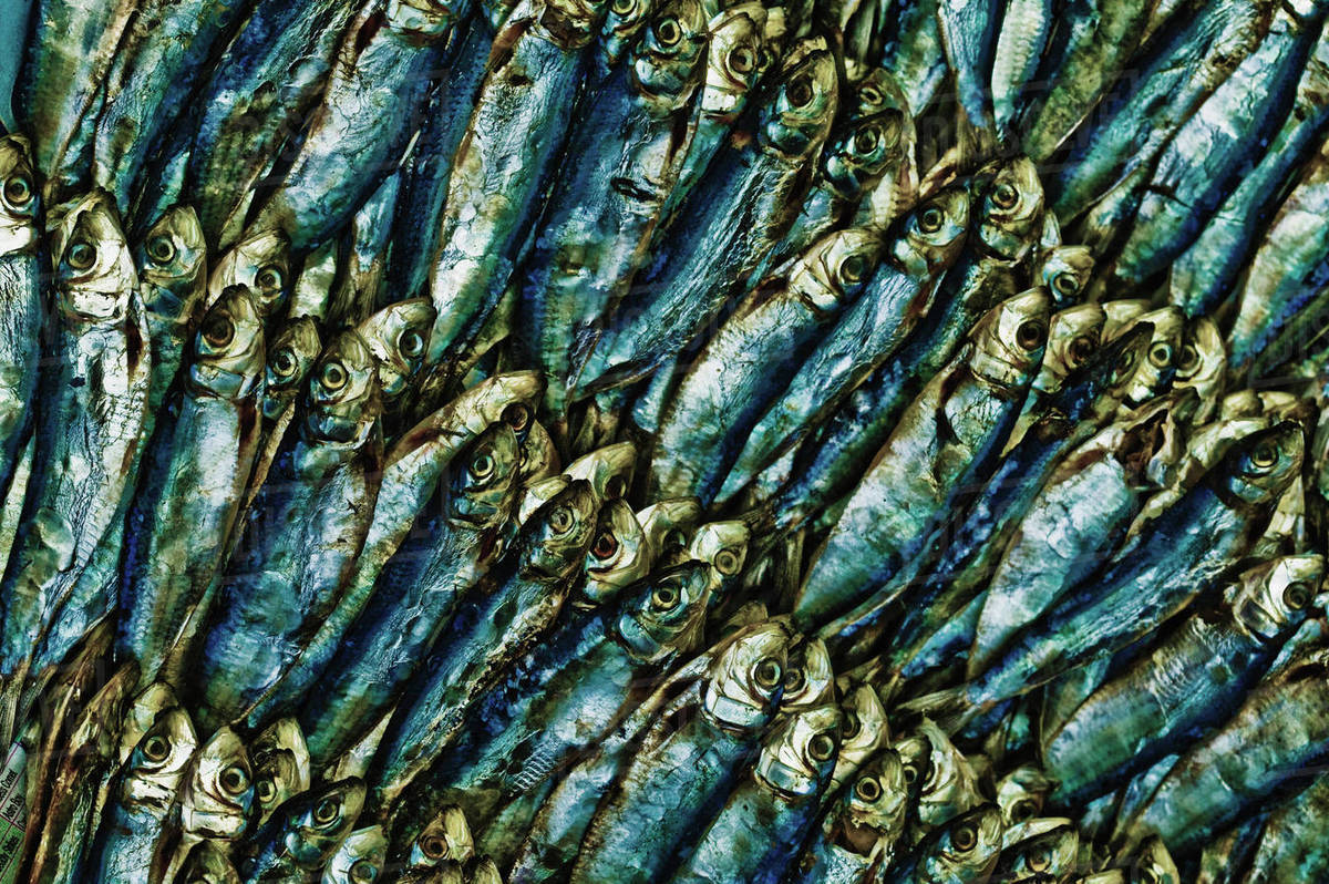 Fish Heads - Royalty-free Stock Photo | Dissolve