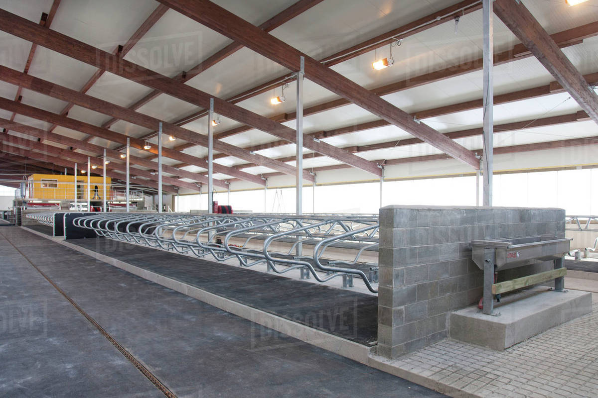 Row of Cattle Cubicles - Royalty-free Stock Photo | Dissolve