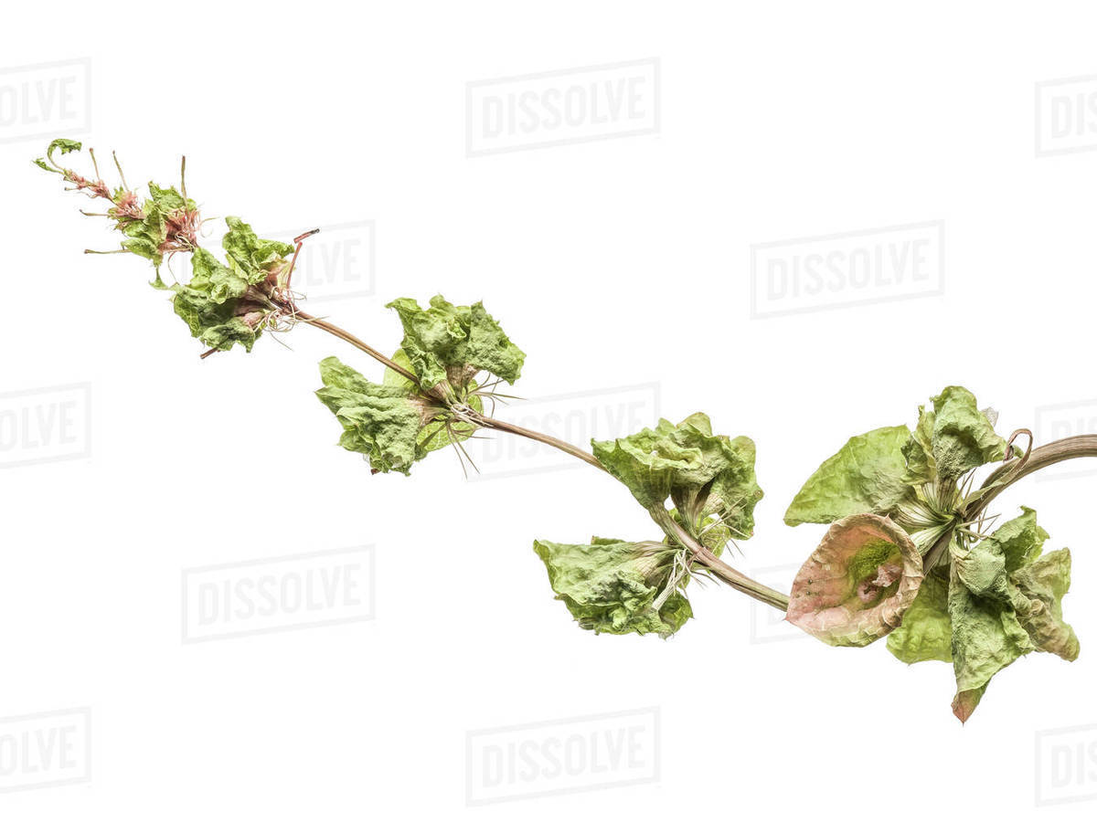 Close up of drying leaves on stalk - Stock Photo - Dissolve