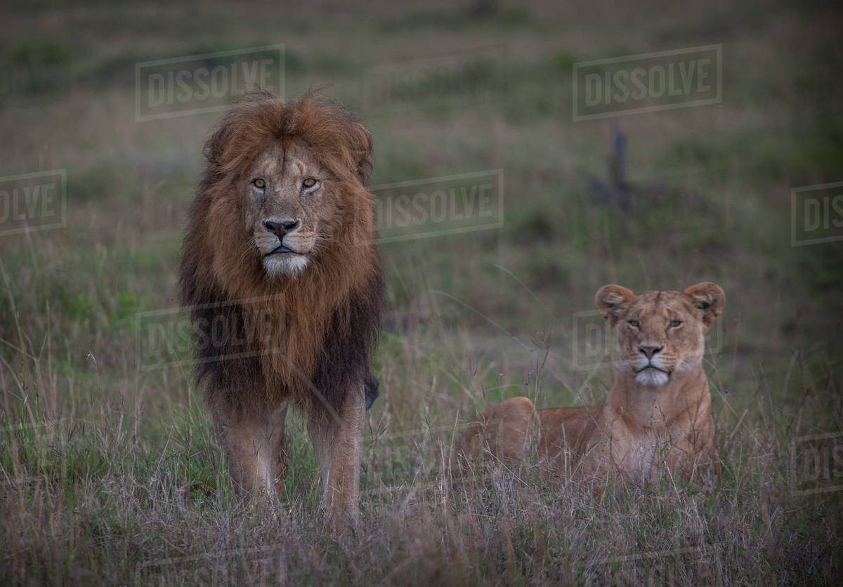 Lion and lioness in remote field - Royalty-free Stock Photo | Dissolve