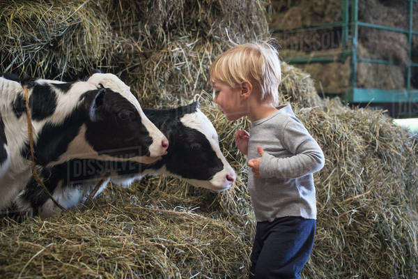 Caucasian boy laughing on haystacks near cows - Stock Photo - Dissolve