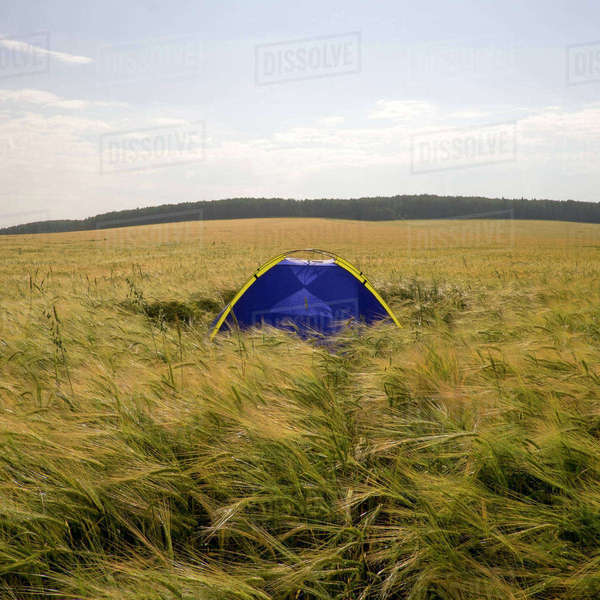 Blue camping tent in field of tall grass - Royalty-free Stock Photo ...