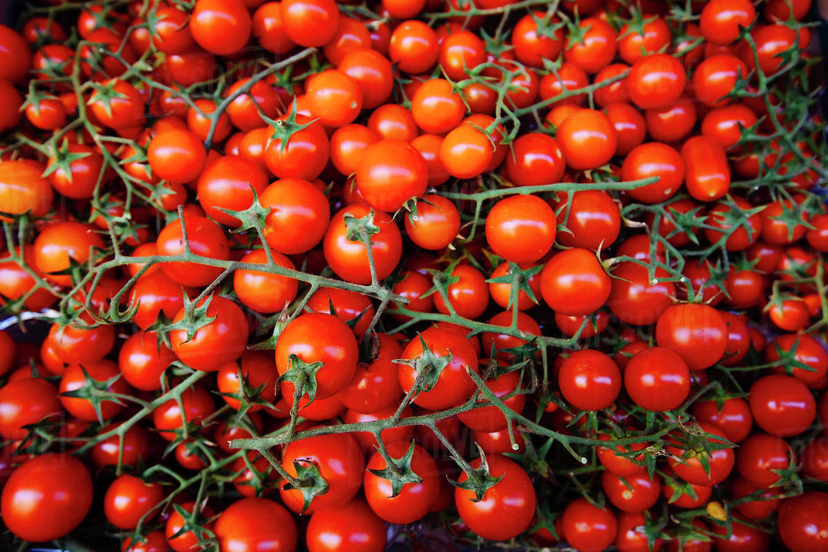 Tomatoes on vines - Stock Photo - Dissolve