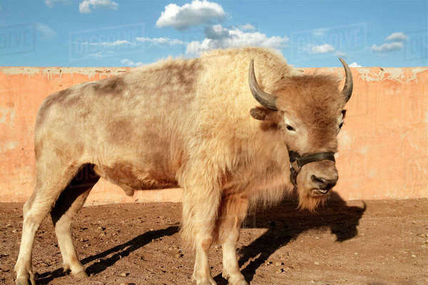 Side view of buffalo - Royalty-free Stock Photo | Dissolve