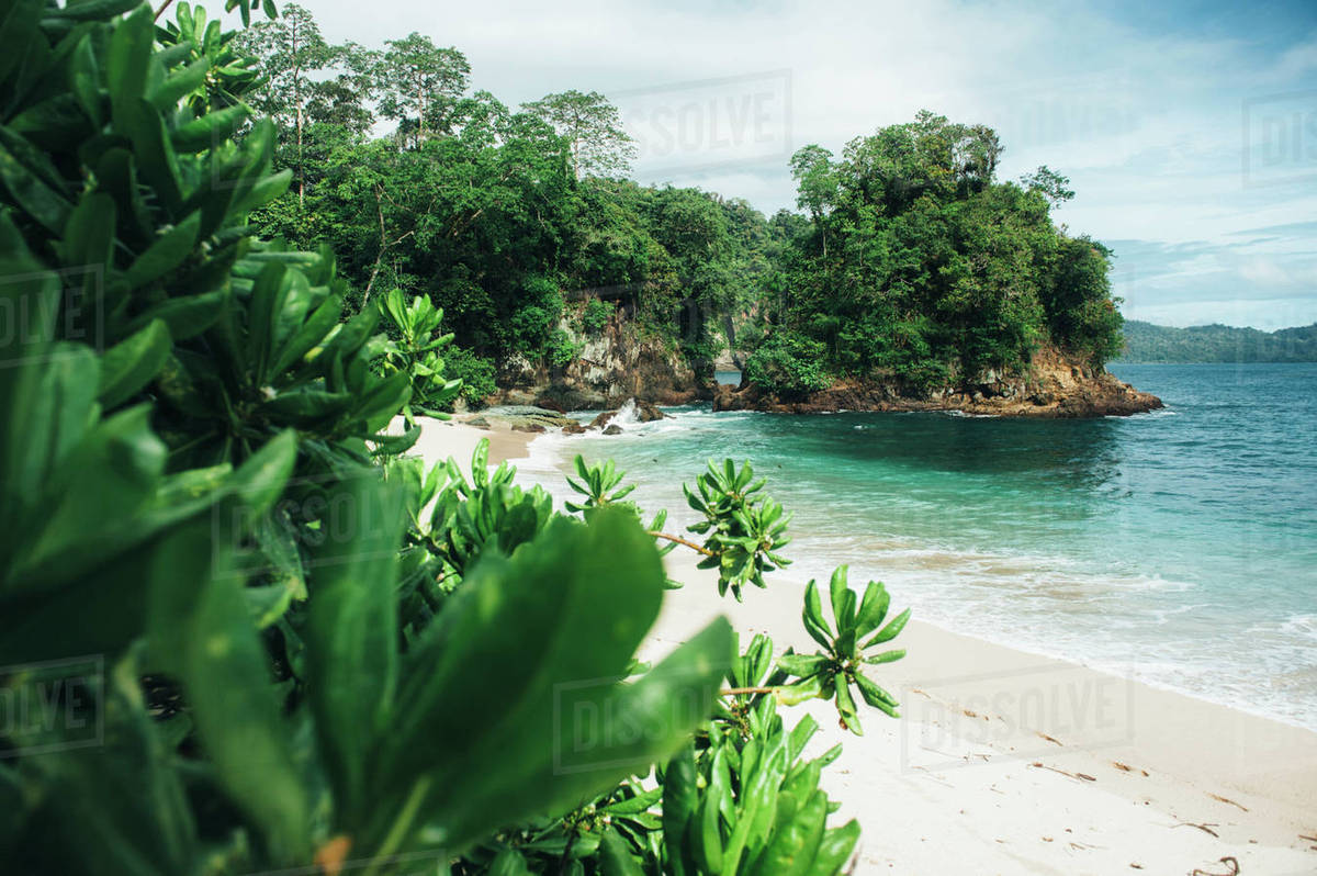 Foliage at ocean beach - Royalty-free Stock Photo | Dissolve