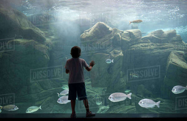 Boy leaning on aquarium tank watching swimming fish - Royalty-free ...