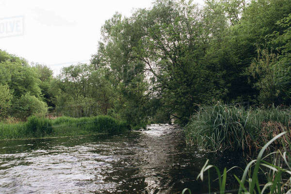 Trees near river - Stock Photo - Dissolve