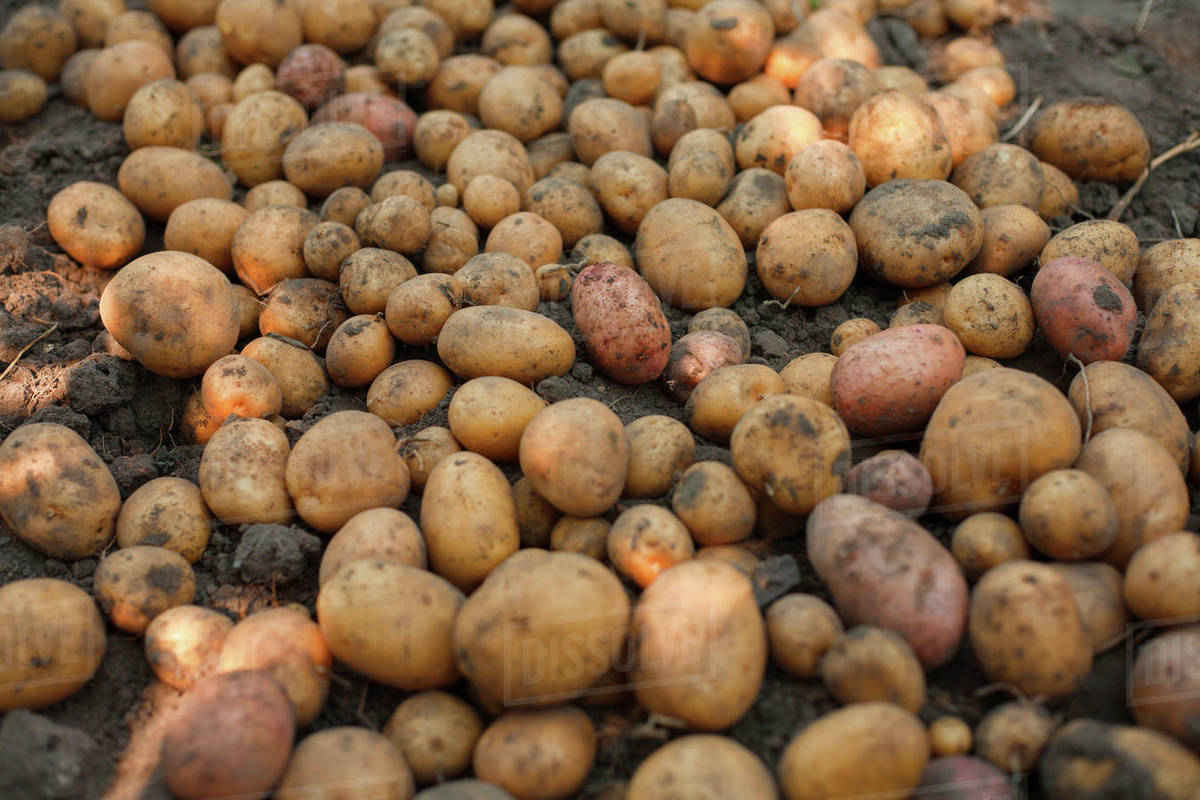 Potatoes in dirt - Royalty-free Stock Photo | Dissolve