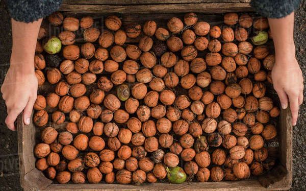 Hands holding walnuts in wooden box - Stock Photo - Dissolve