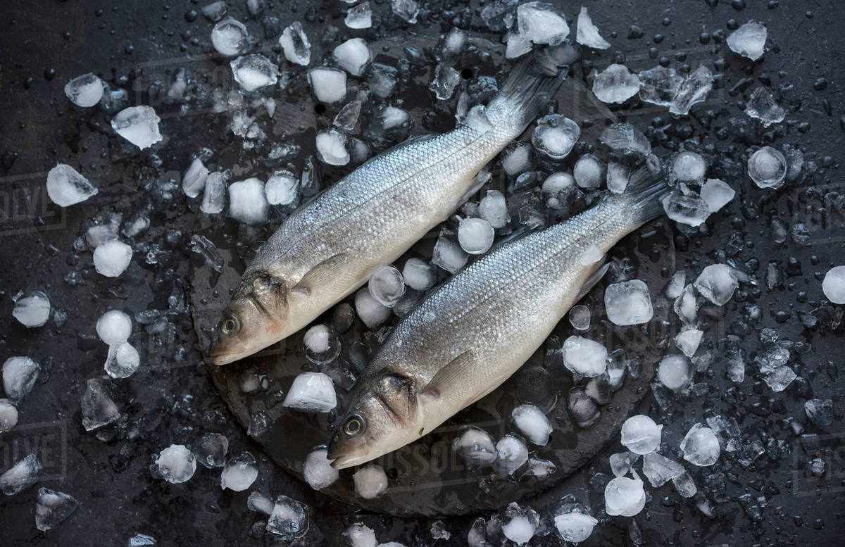 Fish on ice cubes - Royalty-free Stock Photo | Dissolve