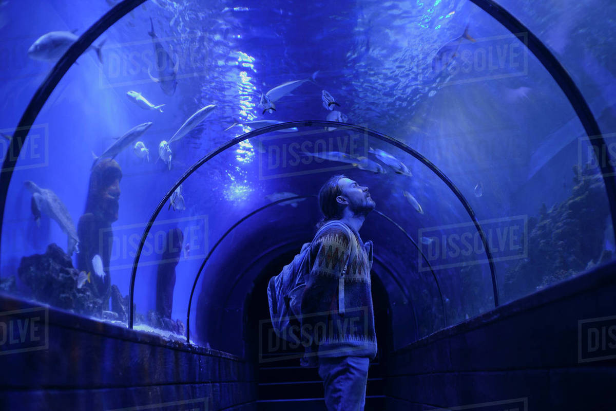 Caucasian man admiring fish in aquarium - Royalty-free Stock Photo ...