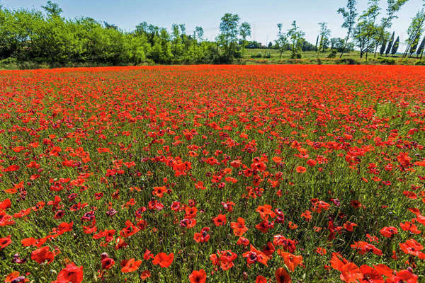 Field of red flowers - Royalty-free Stock Photo | Dissolve