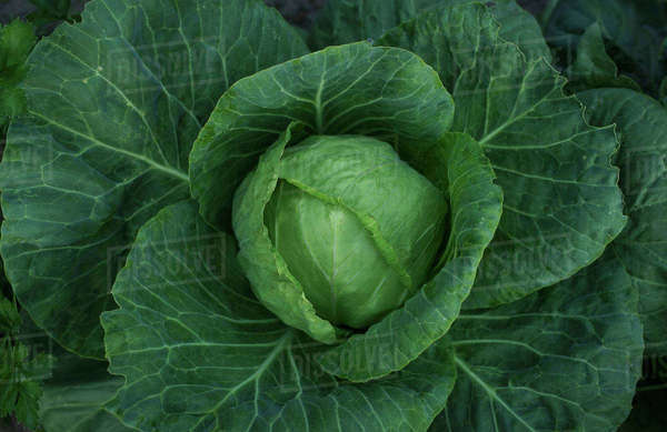 Close up of lettuce - Royalty-free Stock Photo | Dissolve
