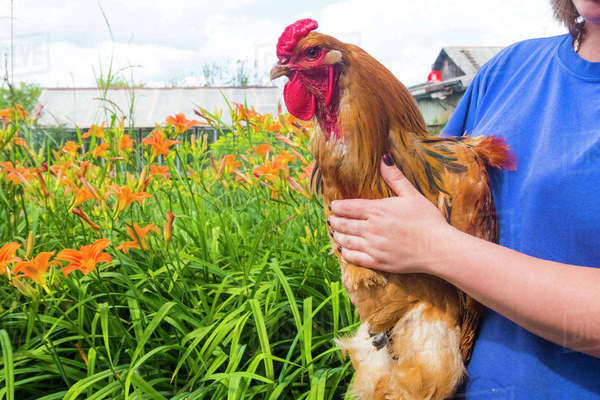 Close up of woman holding rooster on farm - Royalty-free Stock Photo ...