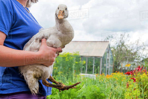 Close up of woman holding duck on farm - Royalty-free Stock Photo ...