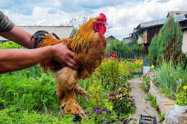 Close up of man holding rooster on farm - Royalty-free Stock Photo ...