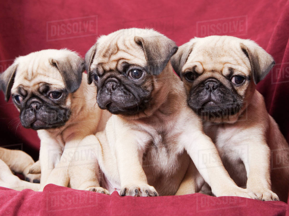 Pugs sitting on sofa - Royalty-free Stock Photo | Dissolve