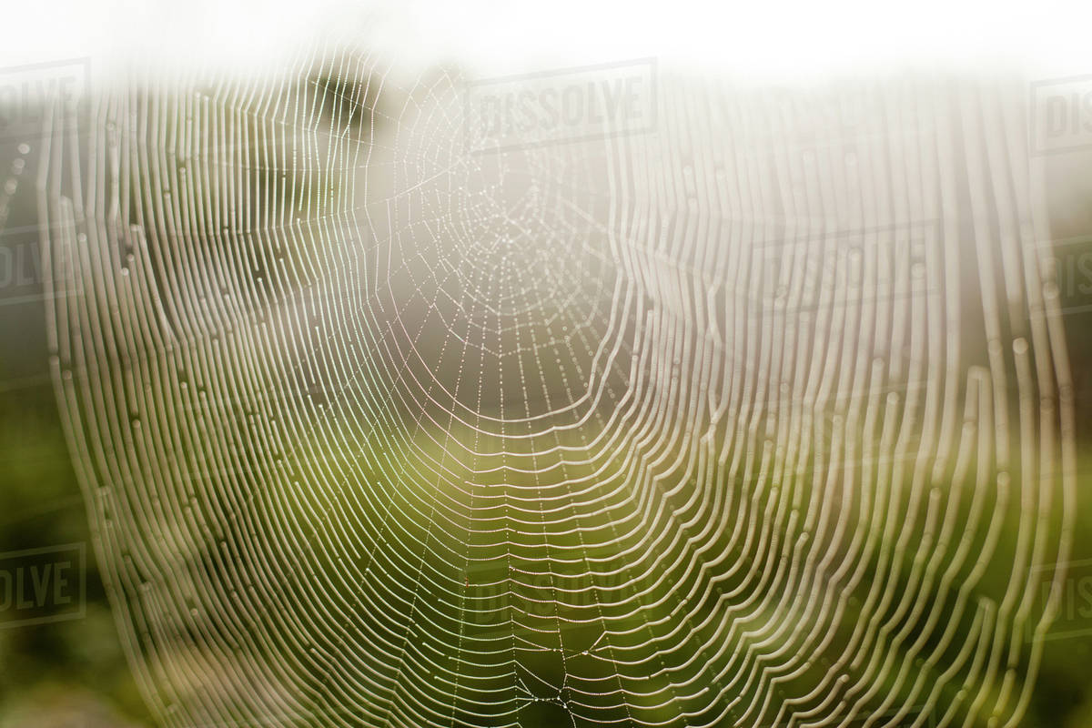 Close up of spider web outdoors - Royalty-free Stock Photo | Dissolve