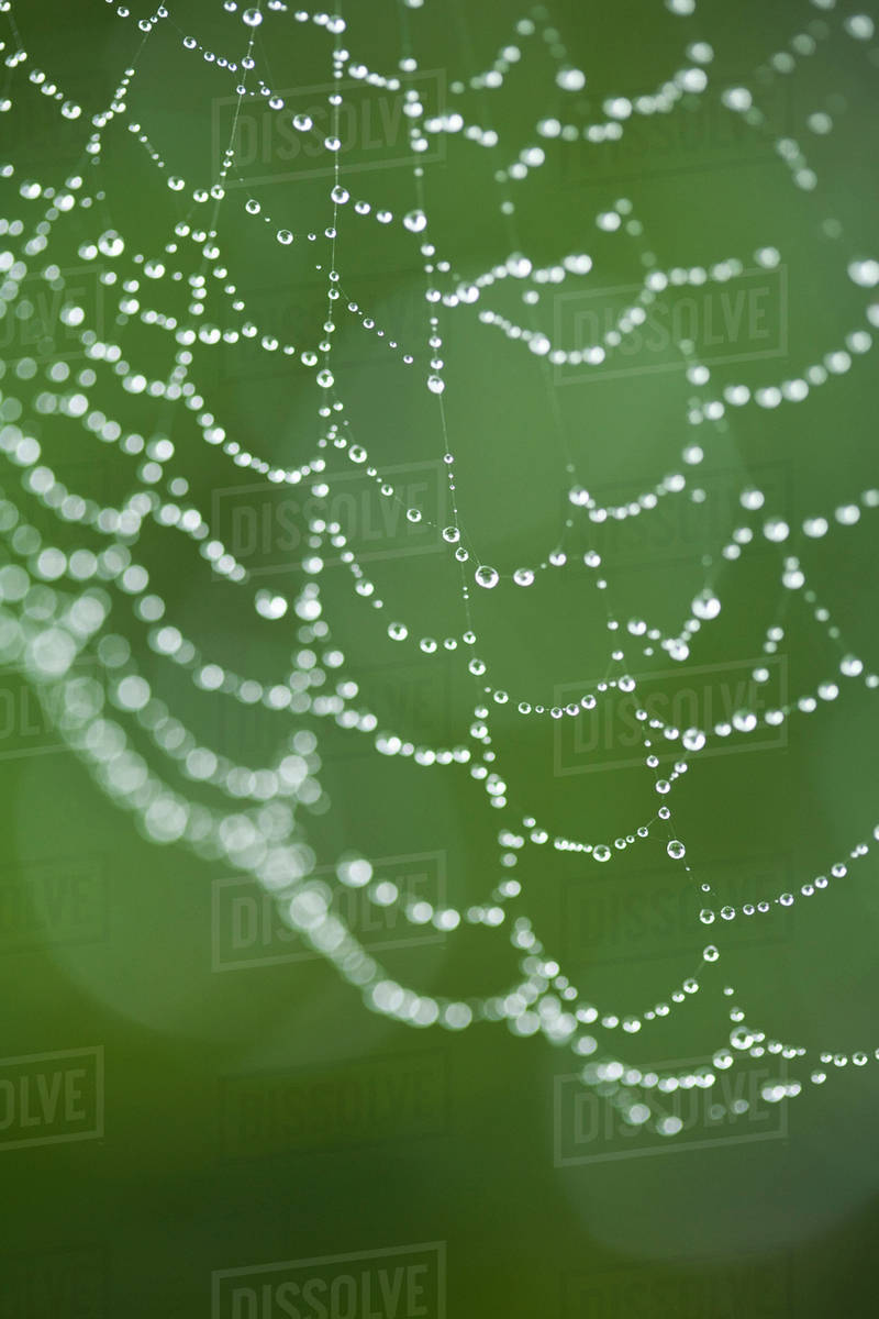 Close up of water droplets on spider web outdoors - Royalty-free Stock ...