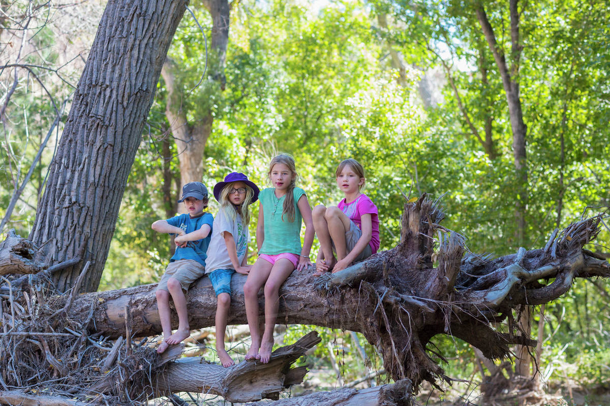 Caucasian children sitting on tree root in forest - Royalty-free Stock ...