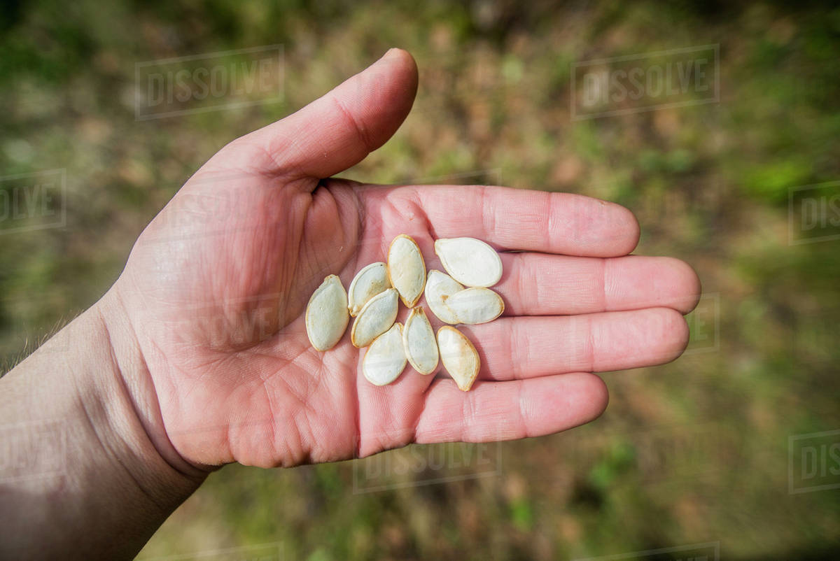 Close up of hand holding seeds - Royalty-free Stock Photo | Dissolve