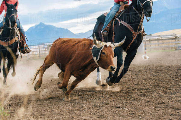 Caucasian herders chasing cattle at rodeo - Royalty-free Stock Photo ...