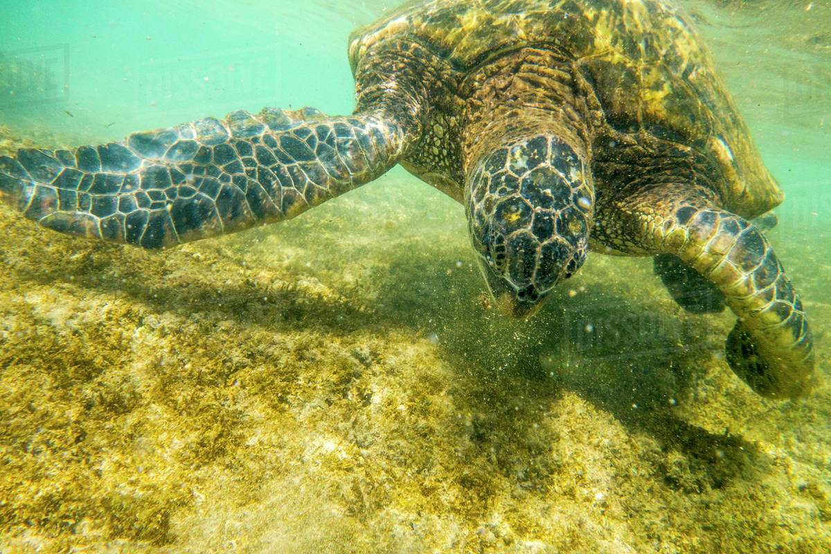 Close up of sea turtle swimming underwater - Royalty-free Stock Photo ...