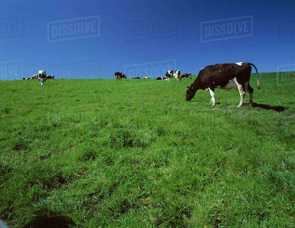 Dairy cows grazing - Royalty-free Stock Photo | Dissolve