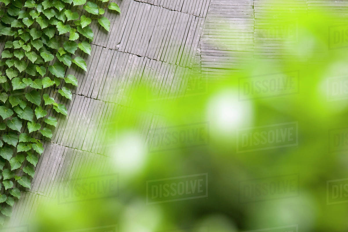 Stone Pavement and Greenery - Stock Photo - Dissolve