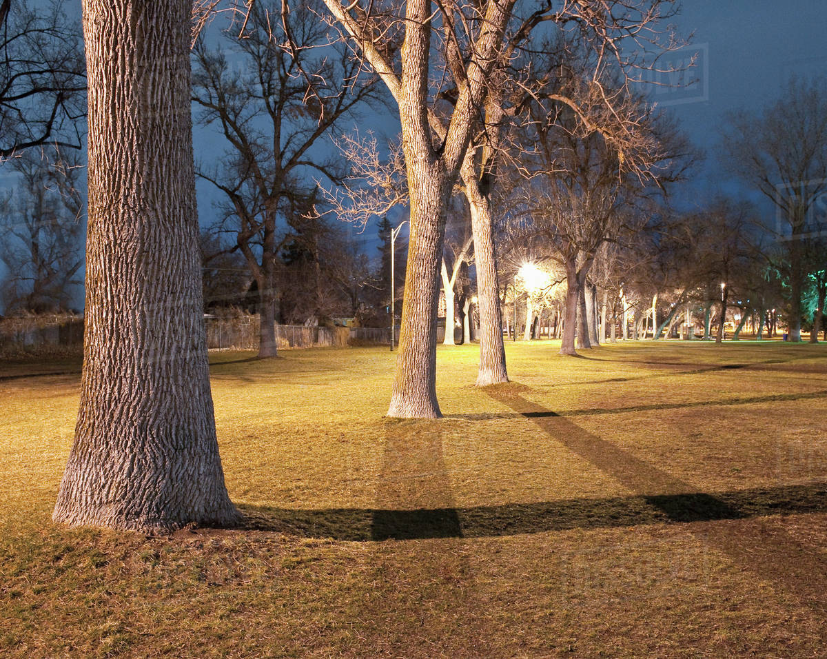 Row of Trees in a Park at Night - Royalty-free Stock Photo | Dissolve