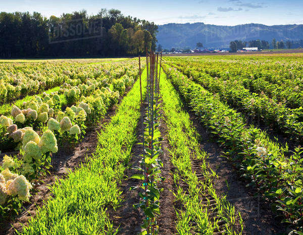 Rows of Crops in a Field - Royalty-free Stock Photo | Dissolve