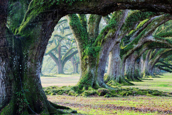 Moss covered trees - Stock Photo - Dissolve