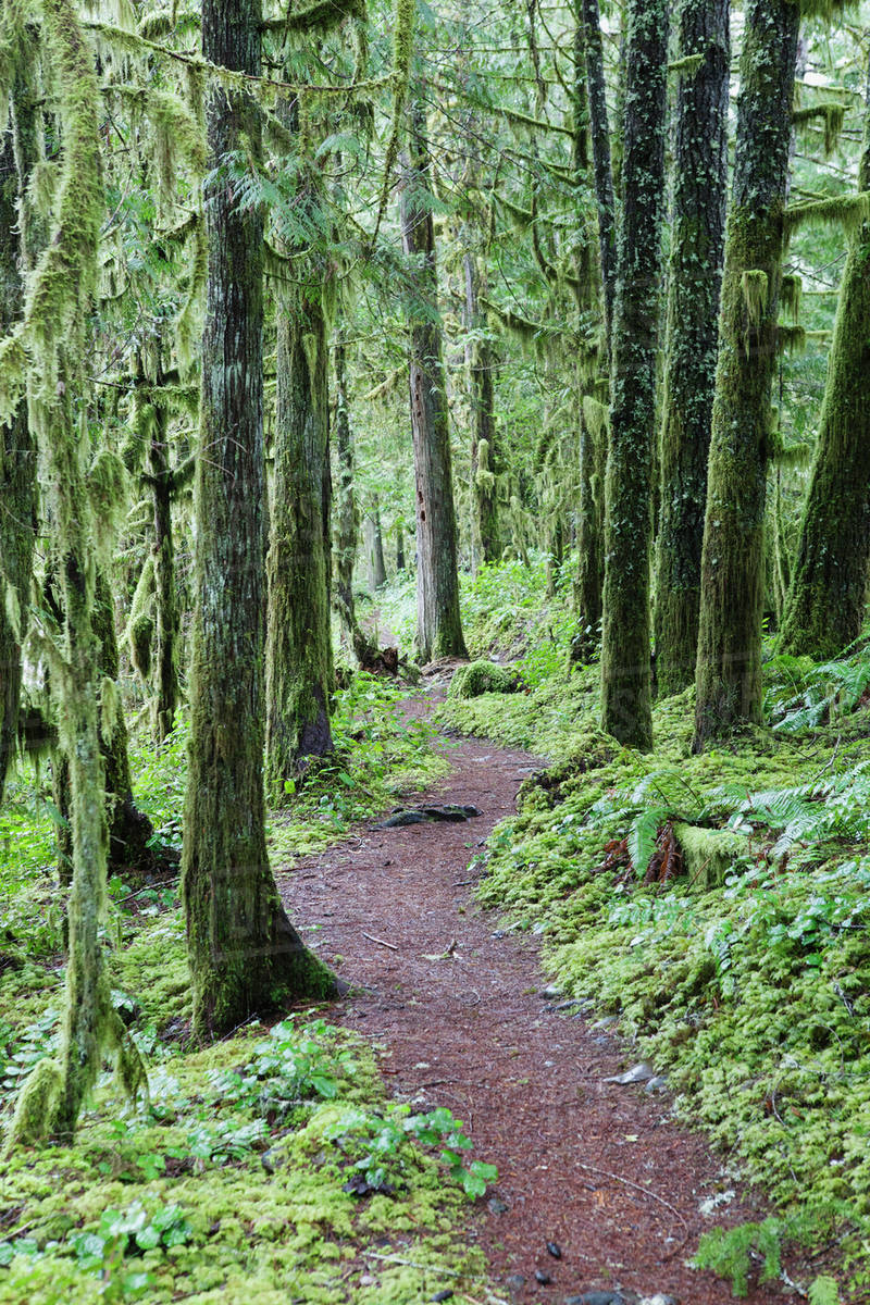 Trees and path through woodland - Royalty-free Stock Photo | Dissolve