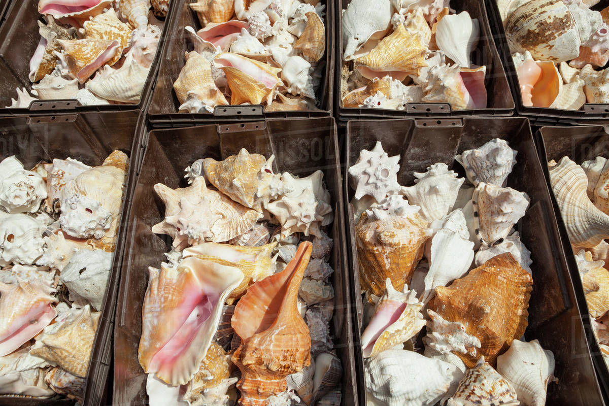 Bins of conch shells on a stall at Market 28 - Stock Photo - Dissolve