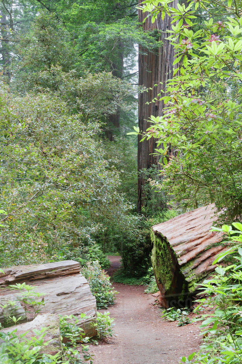 Path through Redwood National Park - Royalty-free Stock Photo | Dissolve