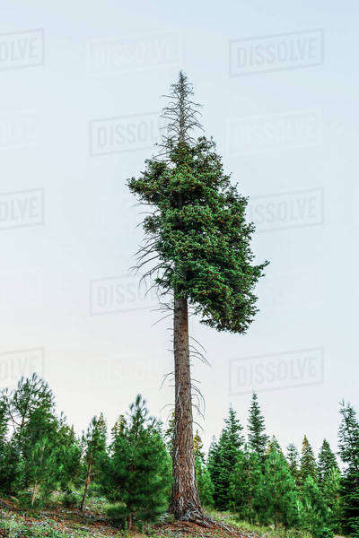 Shedding tree in rural landscape - Royalty-free Stock Photo | Dissolve