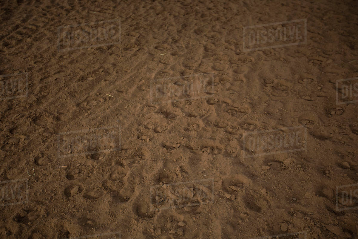 Hoof prints in dirt - Royalty-free Stock Photo | Dissolve
