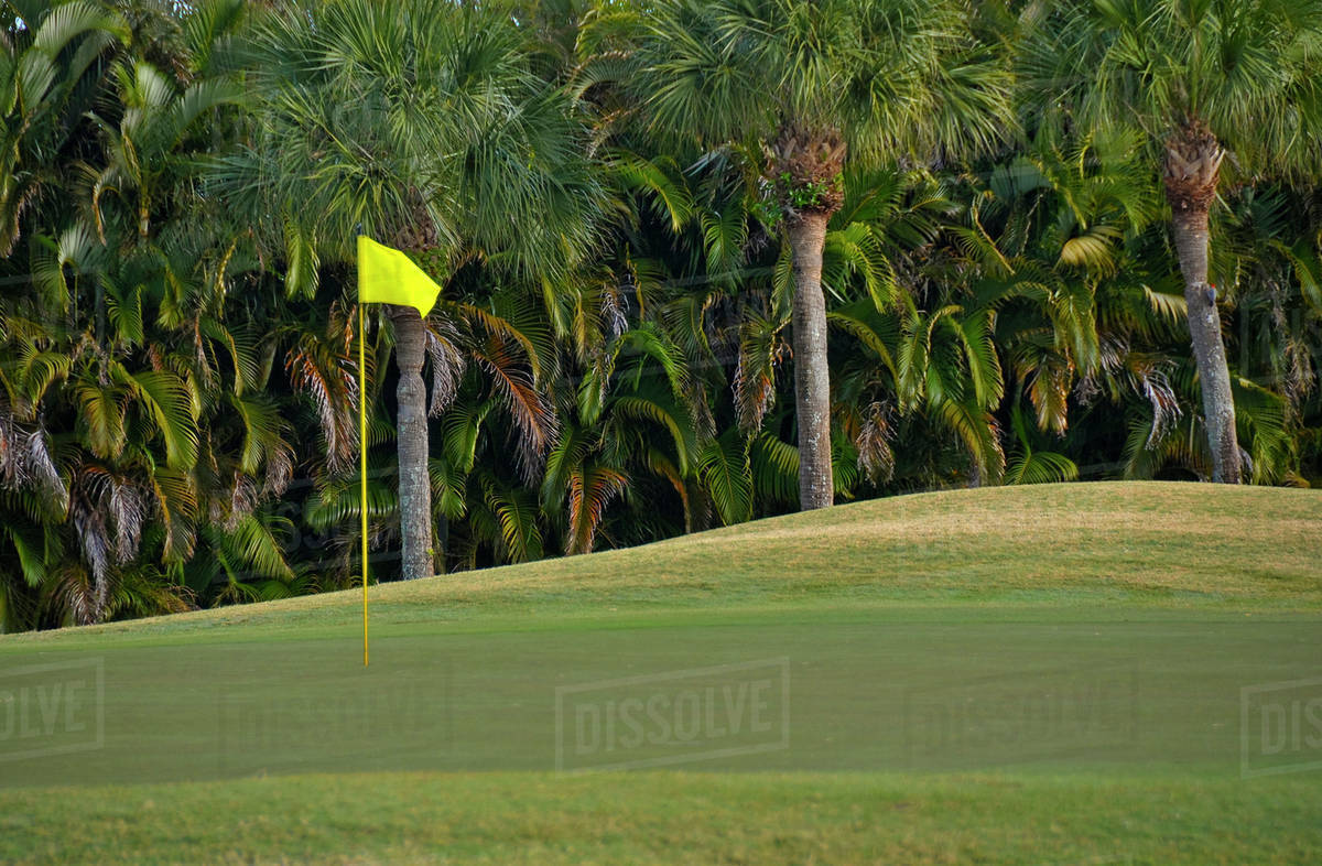 Palm trees growing by golf course - Royalty-free Stock Photo | Dissolve