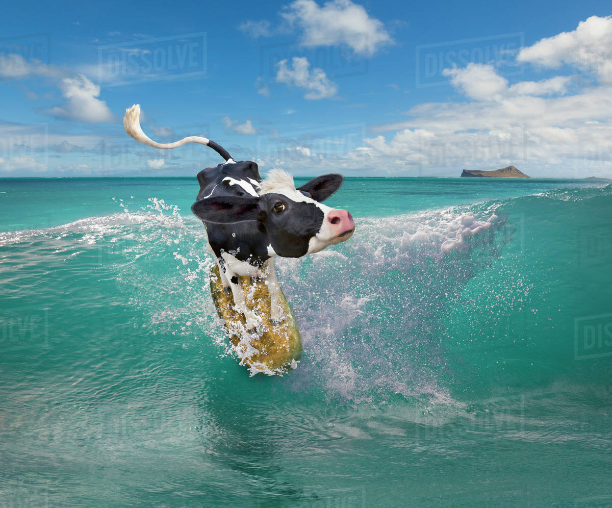 Cow surfing ocean waves - Stock Photo - Dissolve
