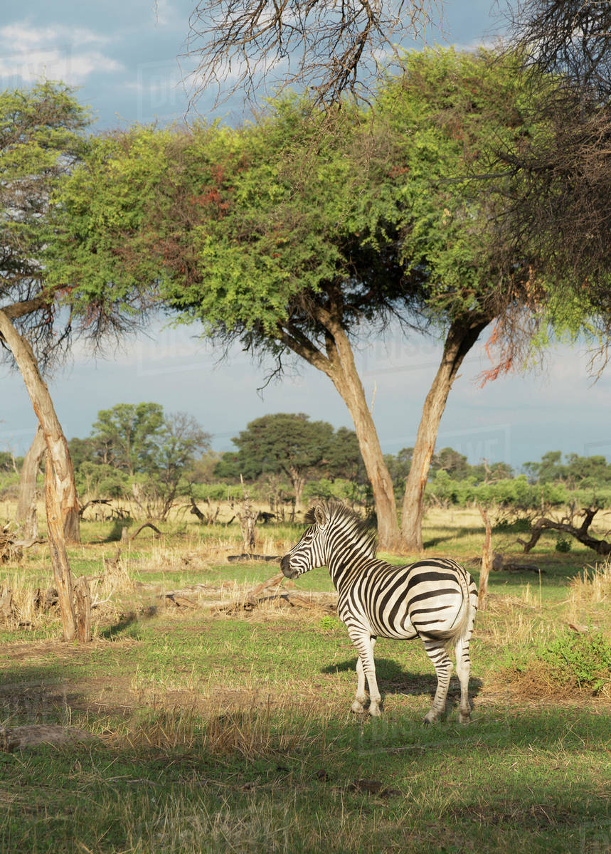Zebra standing under trees in remote field - Stock Photo - Dissolve