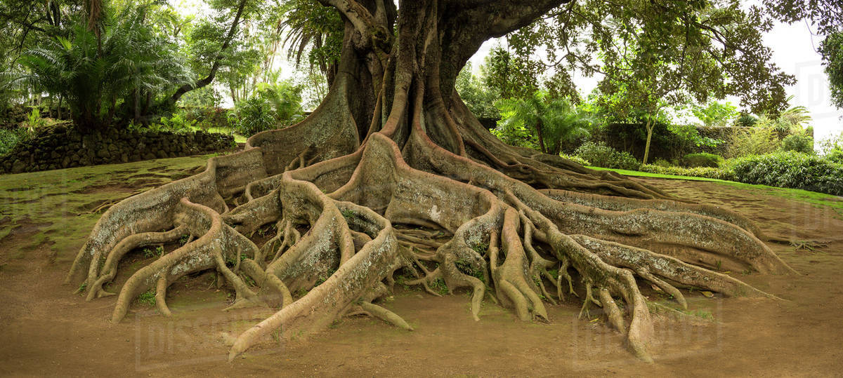 Elevated tree roots in park - Royalty-free Stock Photo | Dissolve