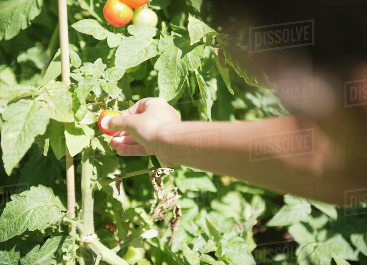 Hispanic girl picking tomato from vine - Royalty-free Stock Photo ...