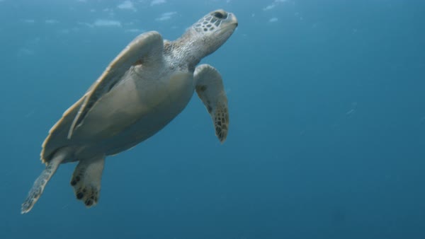 A medium shot of a turtle underwater. Worms eye view showing the belly ...