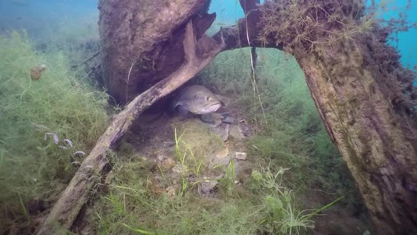 An underwater shot of a largemouth bass protecting its spawning bed ...