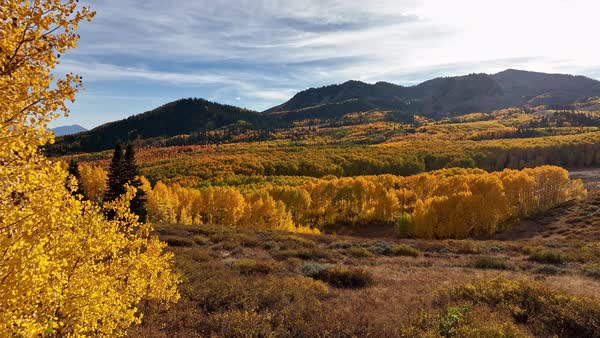 Brilliant Fall colors on Aspen trees across the valley flying slowly ...