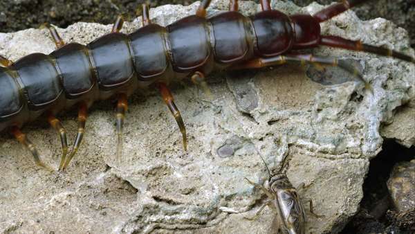 Extreme close shot of a Peruvian Giant Centipede crawling on a rock ...